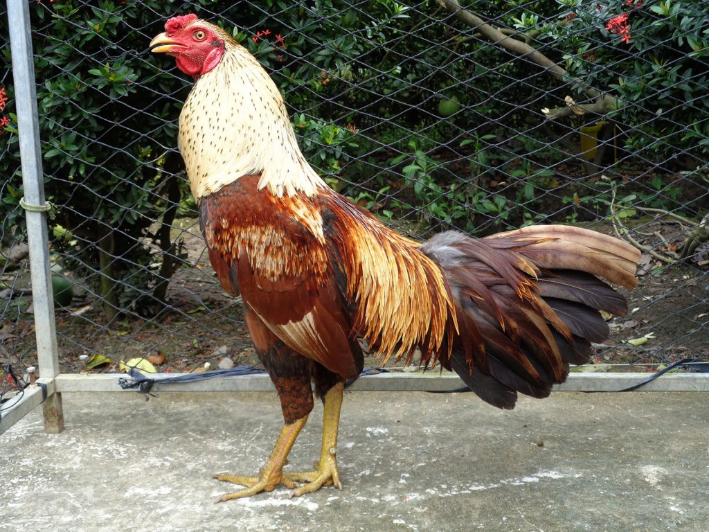 Giai đoạn này sẽ cần cho gà hoạt động nhiều hơn và giảm dinh dưỡng lại: